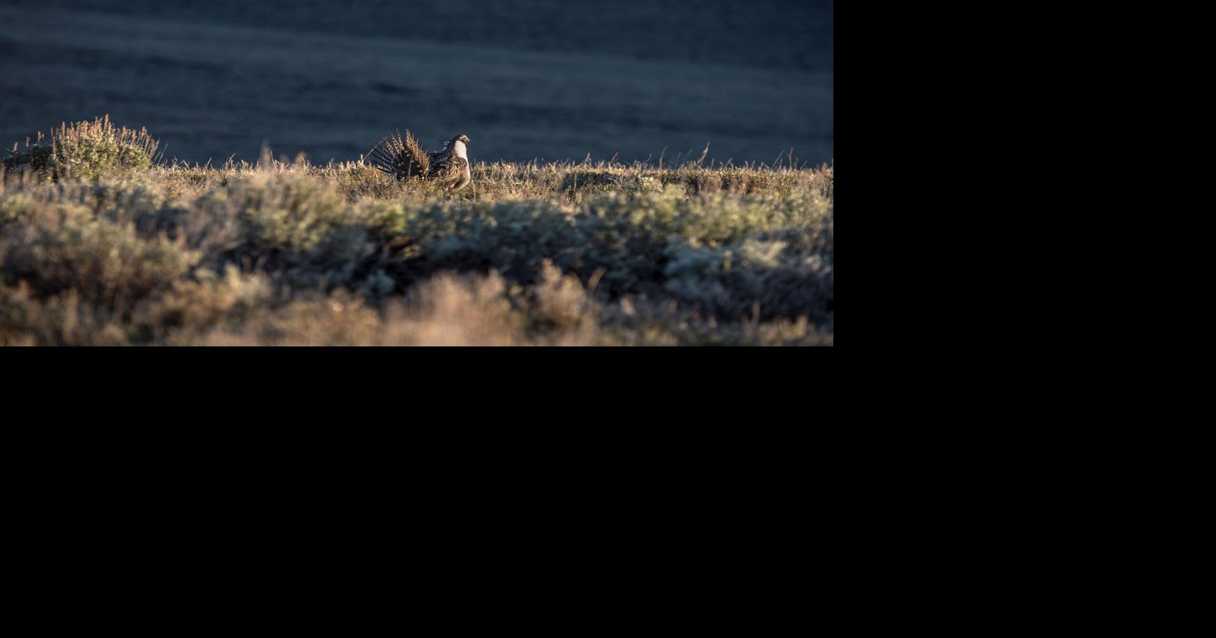 Bureau of Land Management proposes oil and gas leases in core sage ...