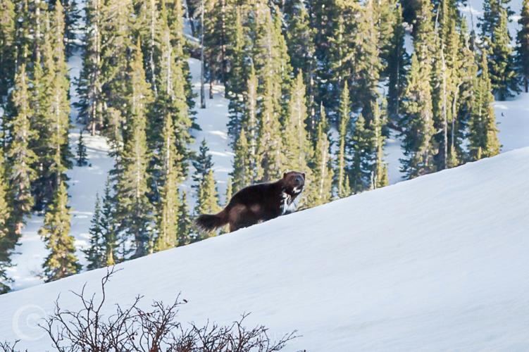 Wolverine’s trek ends with cow pasture kill | Environmental ...