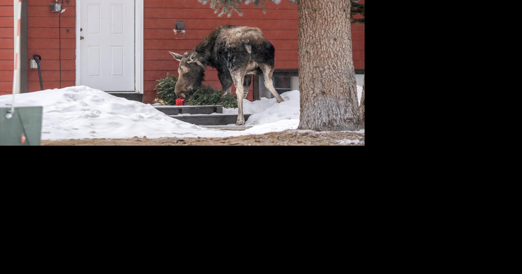OPINION: County should do more to save iconic moose | Common Ground ...