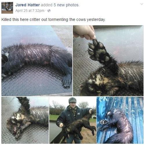 Wolverine’s trek ends with cow pasture kill | Environmental ...