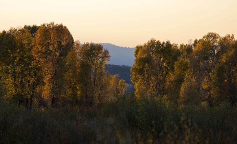 A dose of fall | Features | jhnewsandguide.com