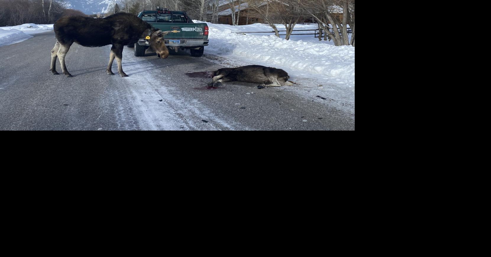 moose kills man