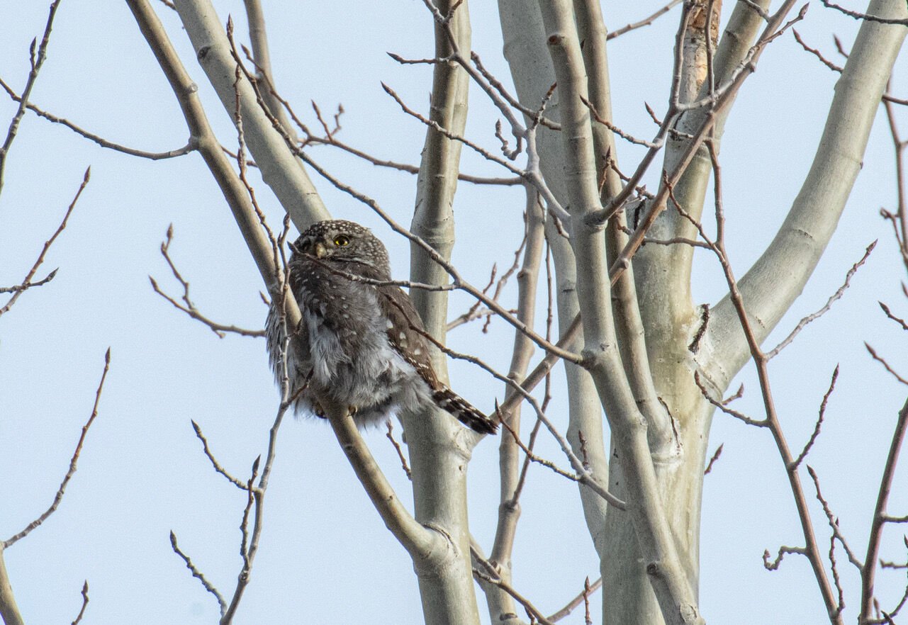 Field Notes, Jan. 14: Wolverine tracks, big bird count numbers ...