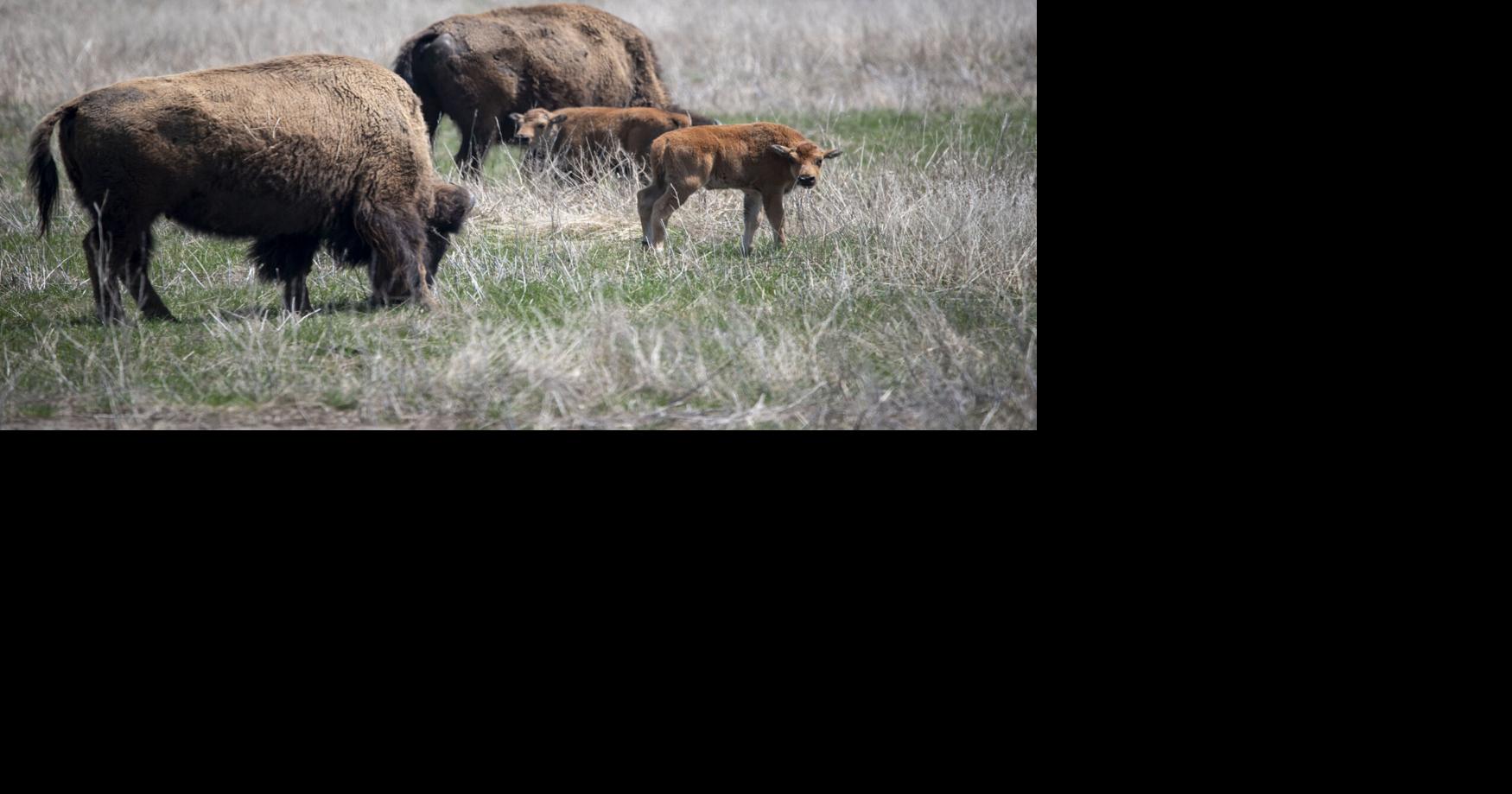 Baby bison | Stand Alone | jhnewsandguide.com