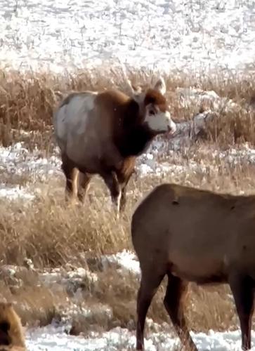 piebald elk