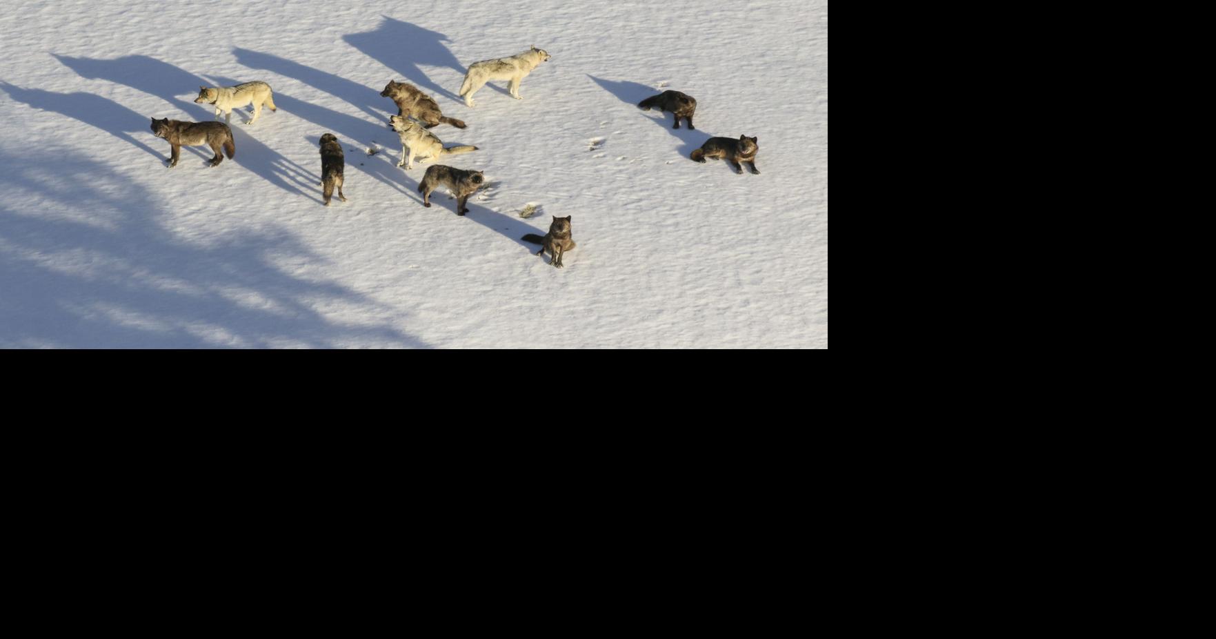 Wolf numbers increase in Yellowstone | State and Regional ...