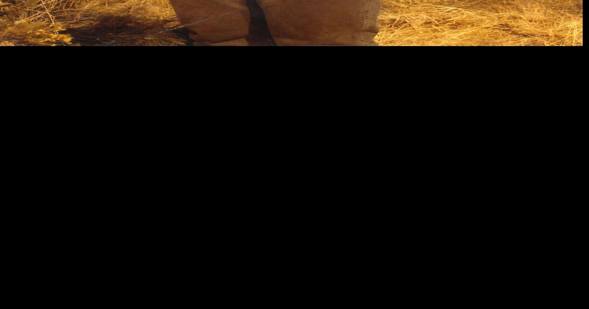 Dugan, 81, loved animals and writing | Obituaries | jhnewsandguide.com