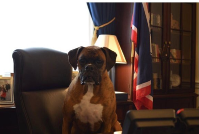 Cheney staffer's dog is finalist for 'Cutest Dogs on the Hill' | The ...
