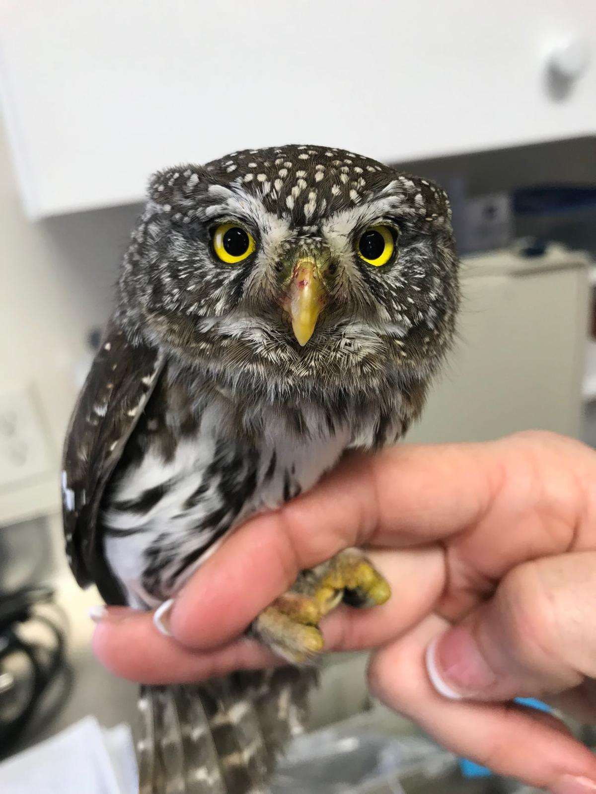 Pygmy owl released after treatment for head injury | This Just In ...