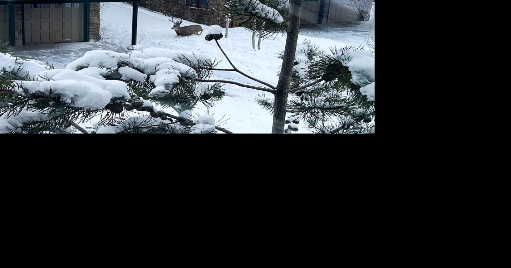 Field Notes | Columnists | jhnewsandguide.com