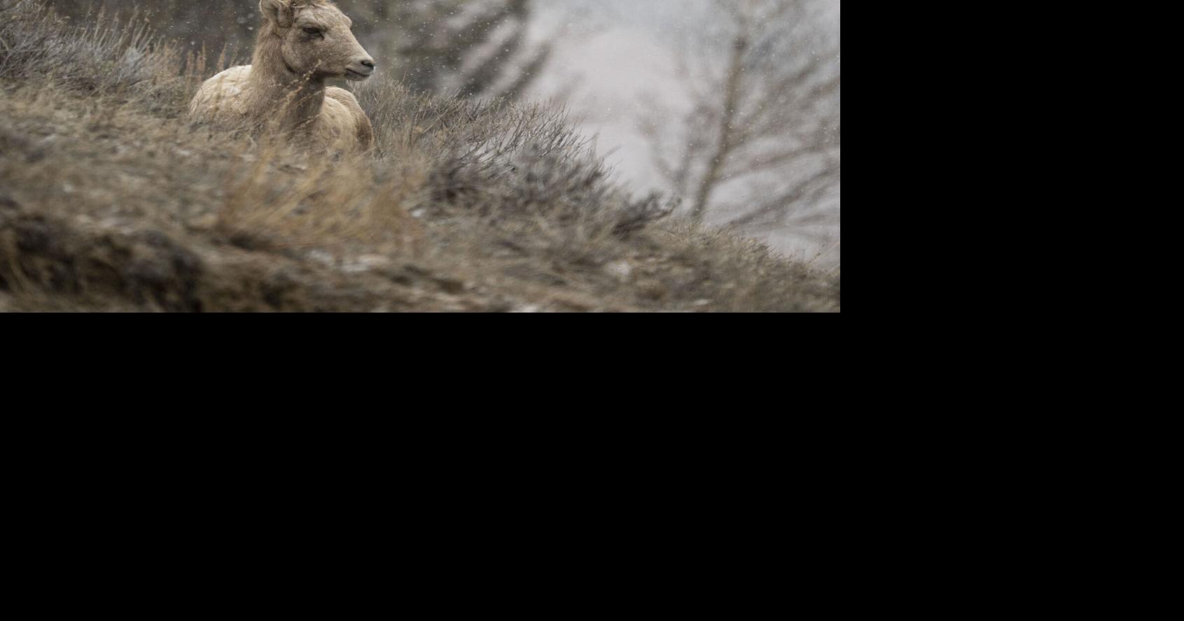 Wyoming wildlife managers may split Gros Ventre bighorn ewe hunt in two ...