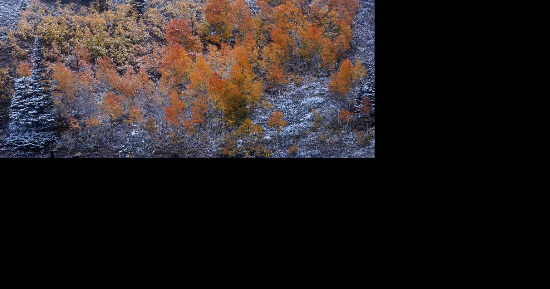 Town and County: Trim your trees | Local | jhnewsandguide.com
