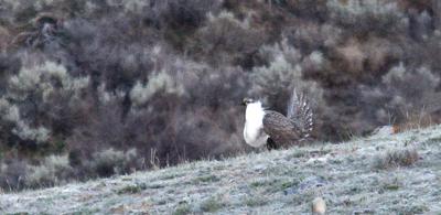 The strut is here. Grand Teton offering ranger-led sage grouse watching ...
