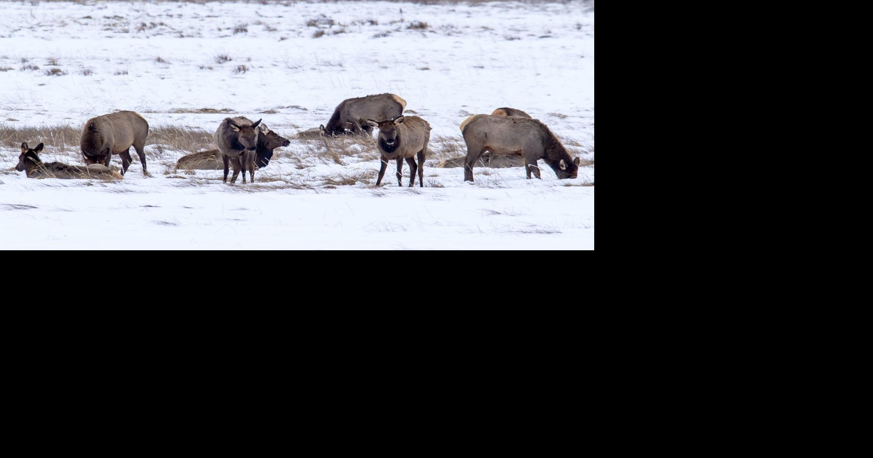 CWD is here. So now what? | Environmental | jhnewsandguide.com