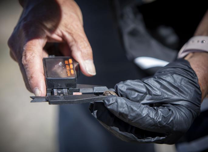 Digging out Teton bighorn numbers from scat | Environmental ...