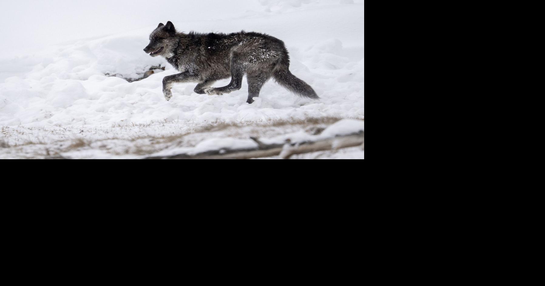 Jackson Hole wolf hunting meeting sees high turnout | The Hole Scroll ...