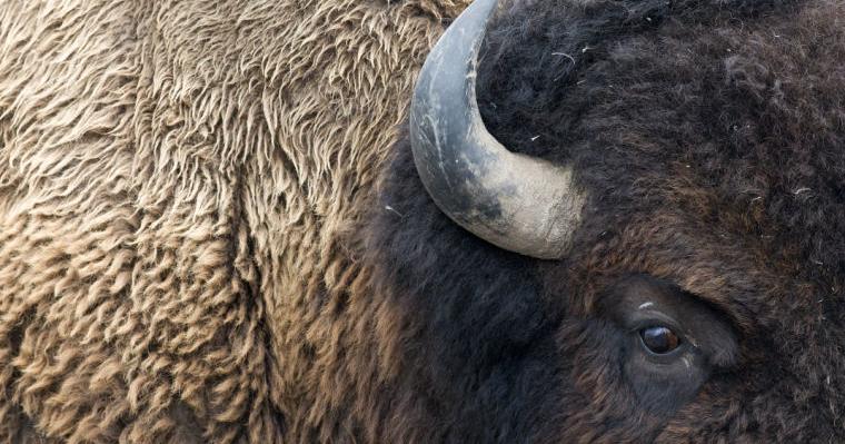 First bison goring of the season in Yellowstone | Local ...