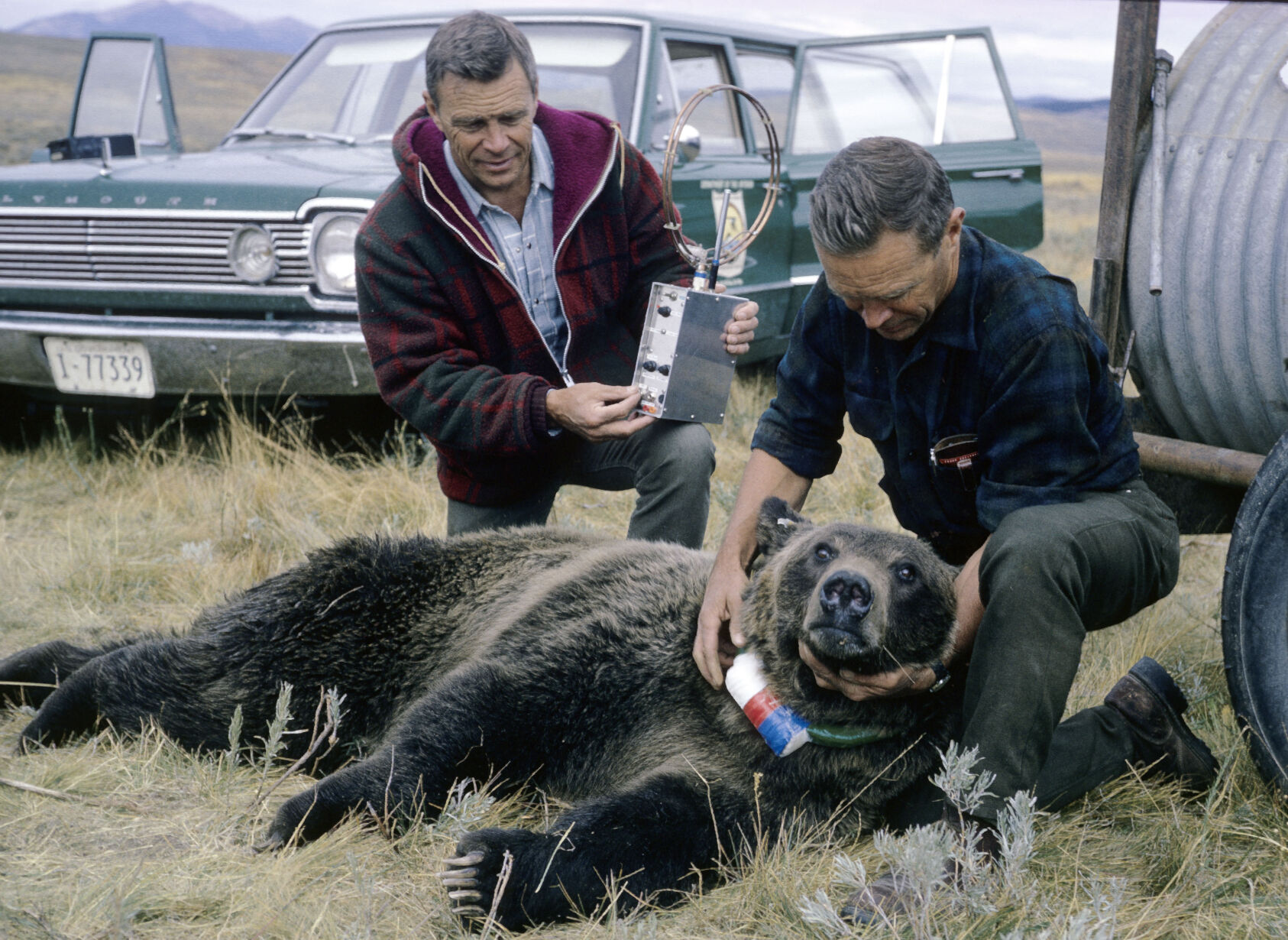 From myths to maulings to mooning over Grizzly 399 | Special Sections ...