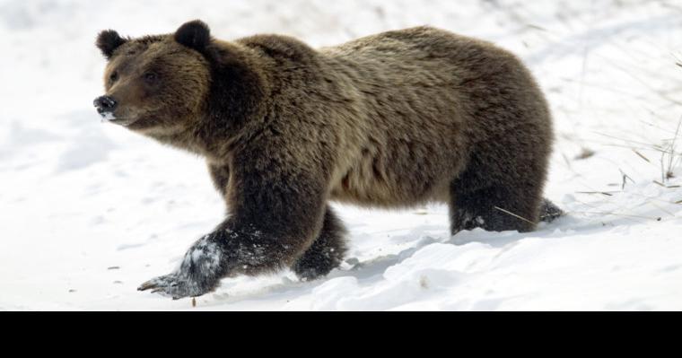 Grizzly bear killed near Yellowstone | Local | jhnewsandguide.com