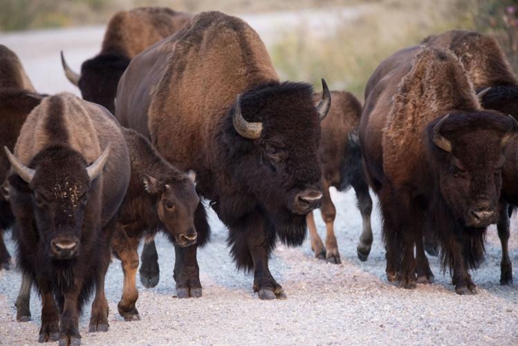 Jackson resident Winder wins wild bison hunting license | Local ...