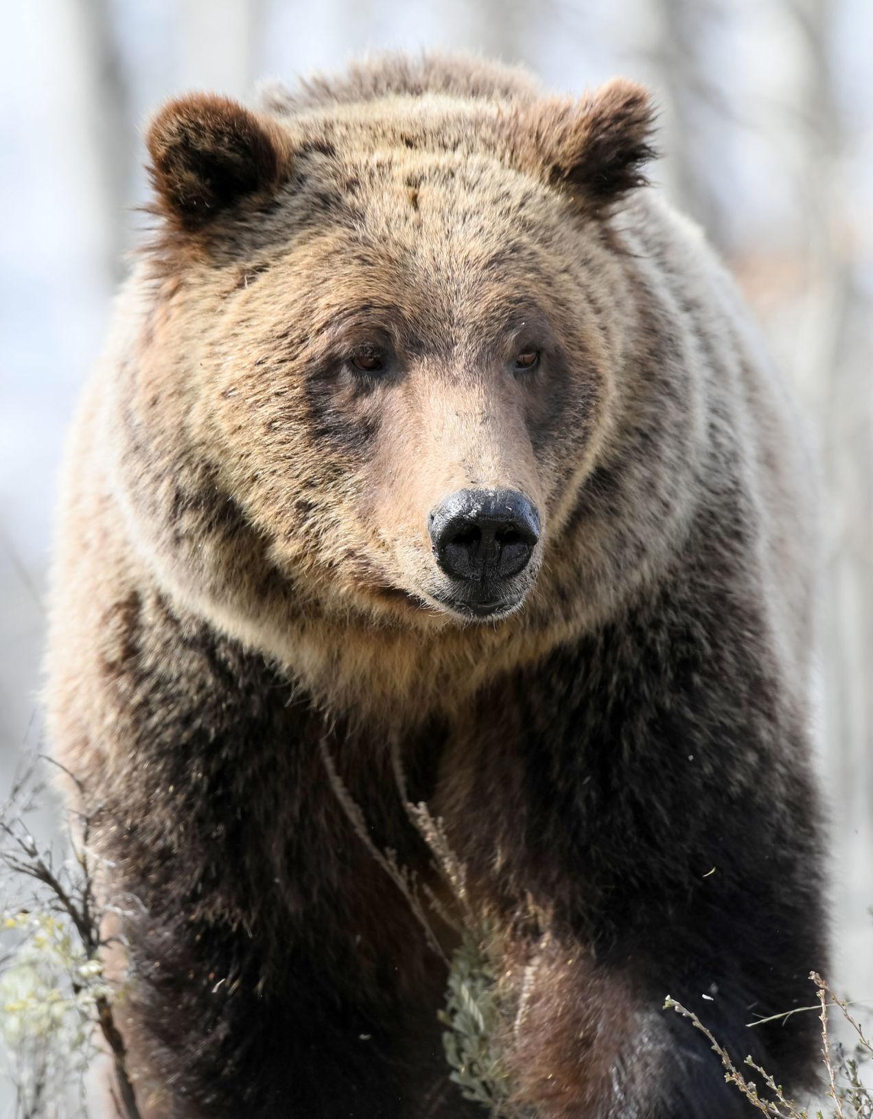 Joy, chaos greets emergent grizzlies | Local | jhnewsandguide.com