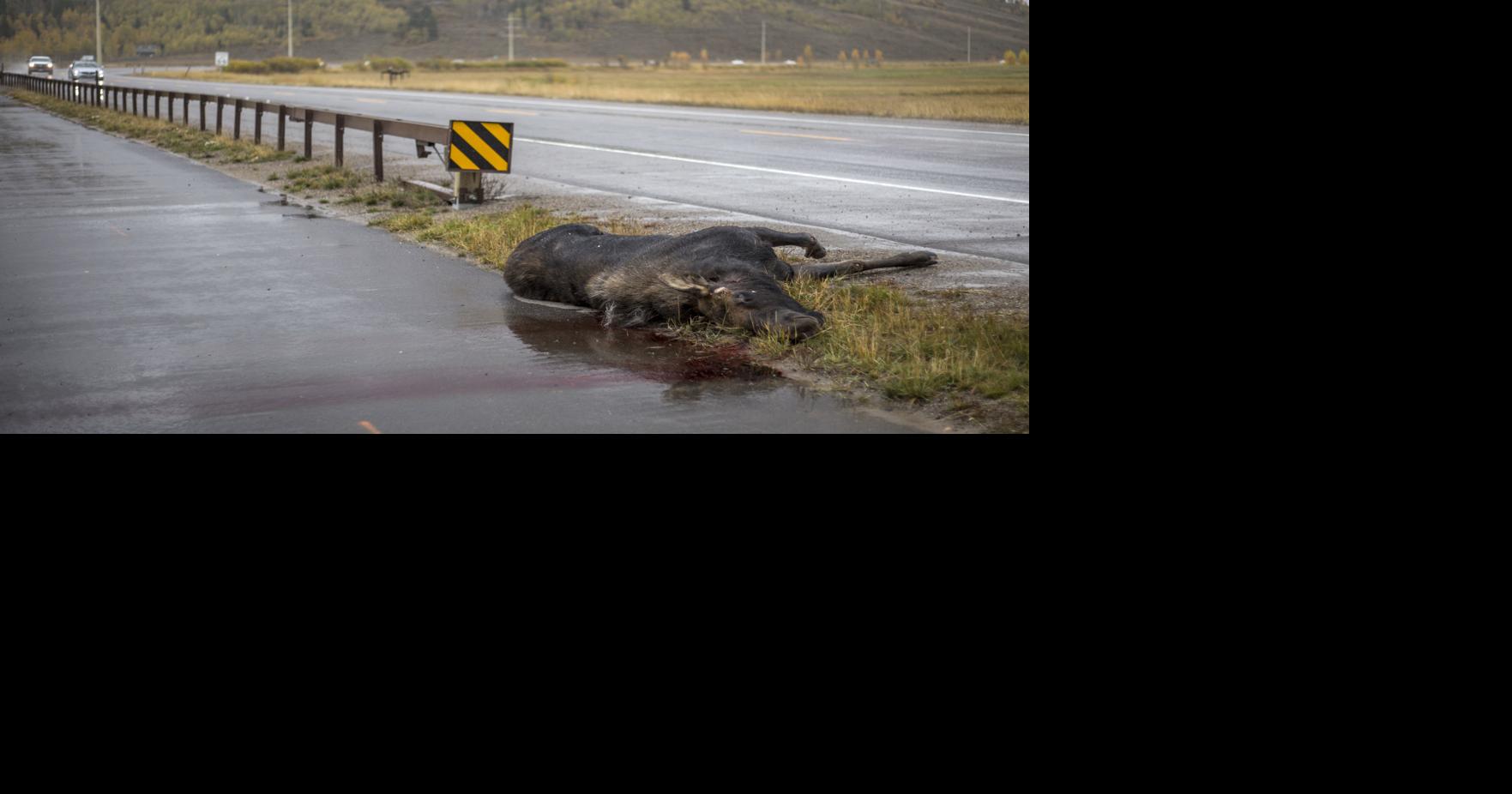 Site of moose collision is top spot for crossing | Environmental ...