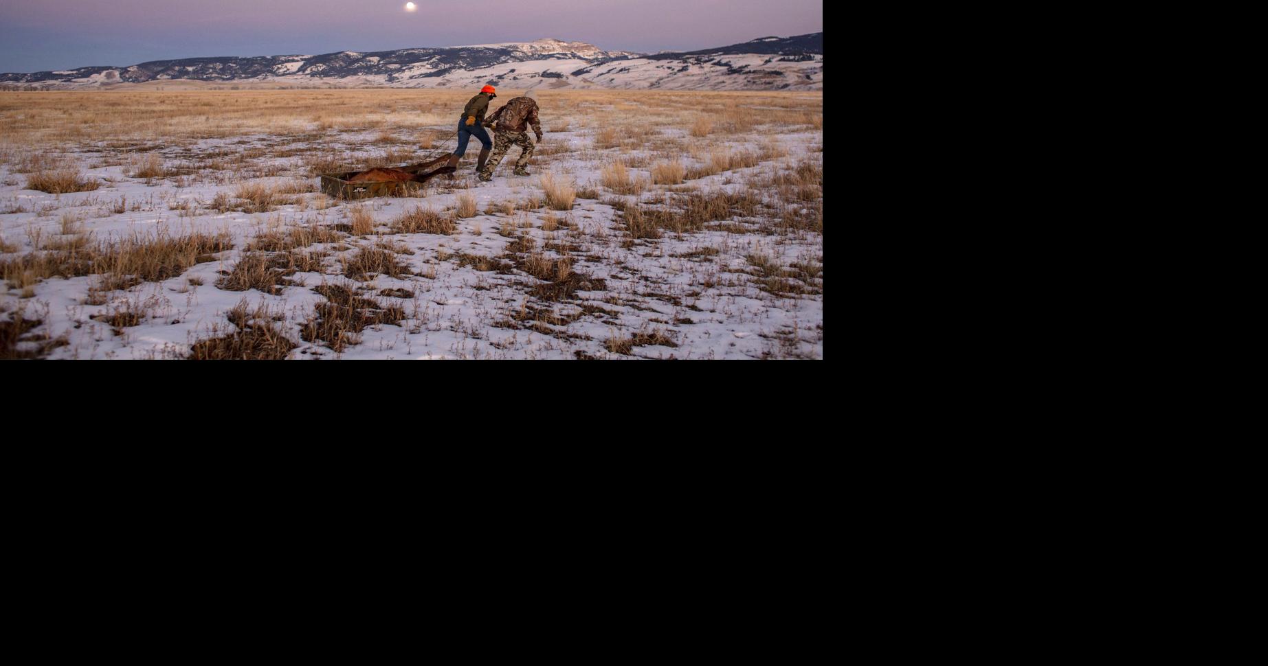 Early snows spark elk migration | Local | jhnewsandguide.com