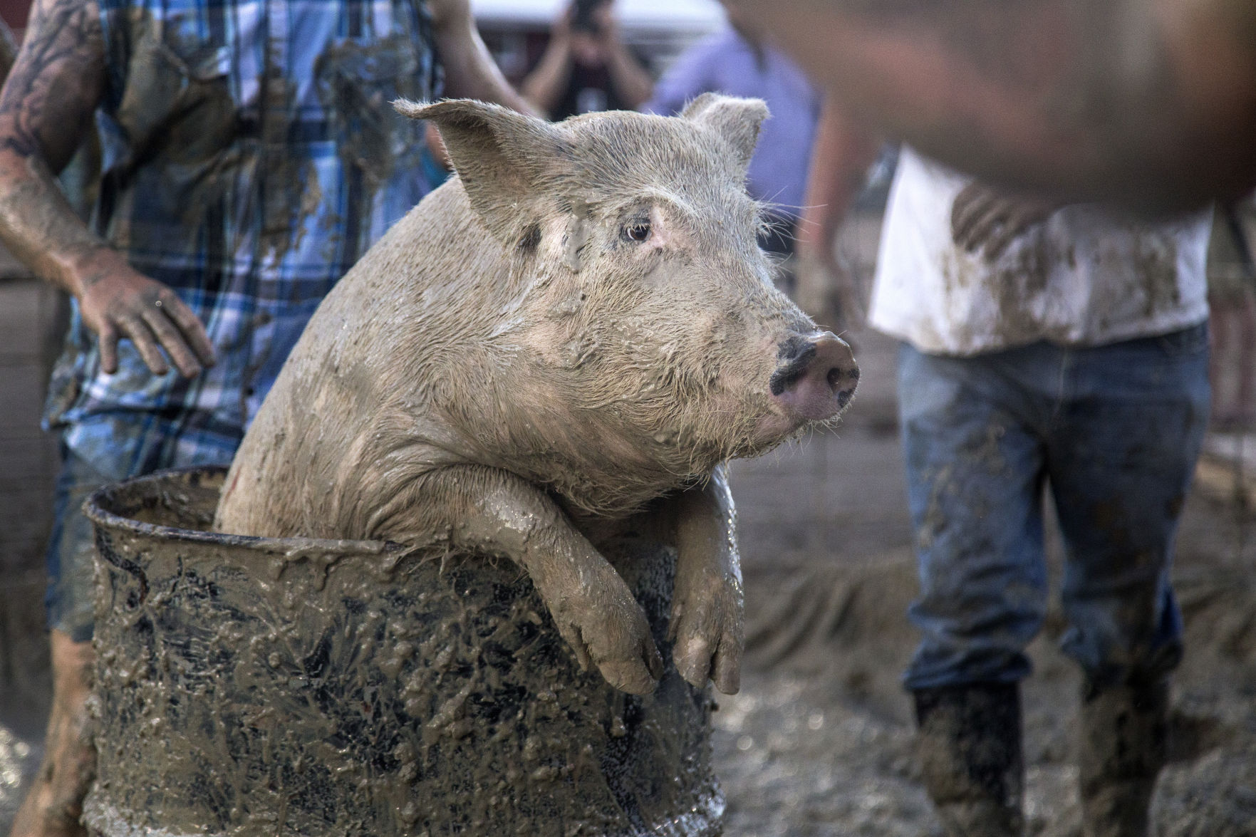 Pig wrestling is a go at the Teton County Fair. But men won't be ...