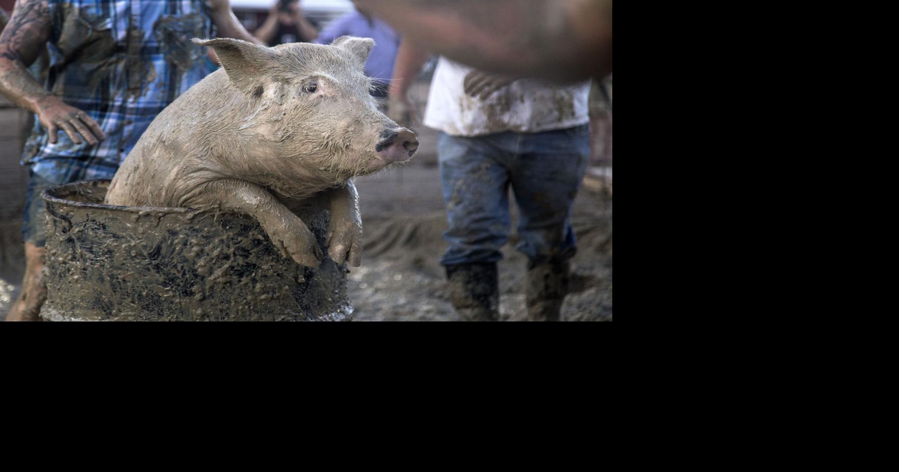 Pig wrestling is a go at the Teton County Fair. But men won't be ...
