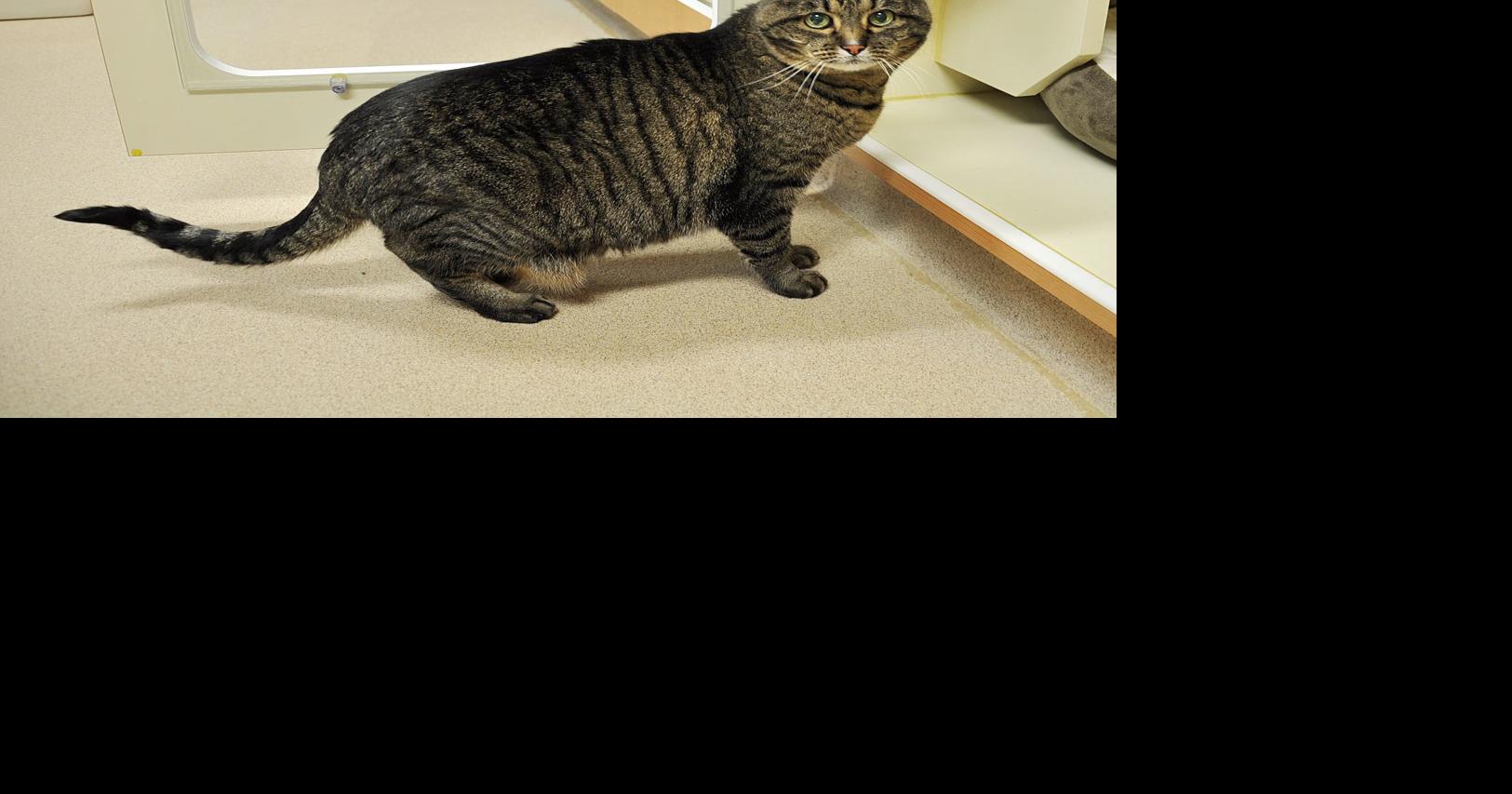 Blind Roxy is enjoying her golden cat years | Briefs | jhnewsandguide.com