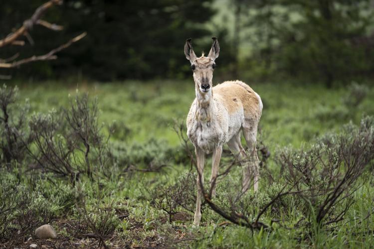 Migrating antelope could infect Grand Teton bison | Environmental | jhnewsandguide.com