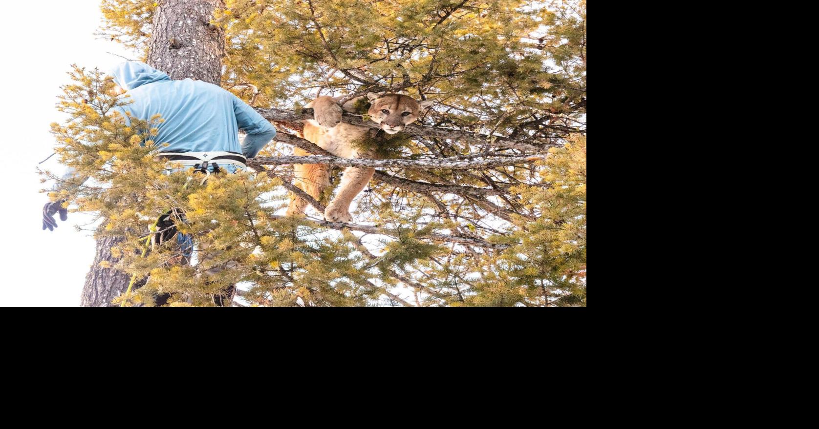 Wolves, cougars are 'enemies without benefits' in Yellowstone National ...