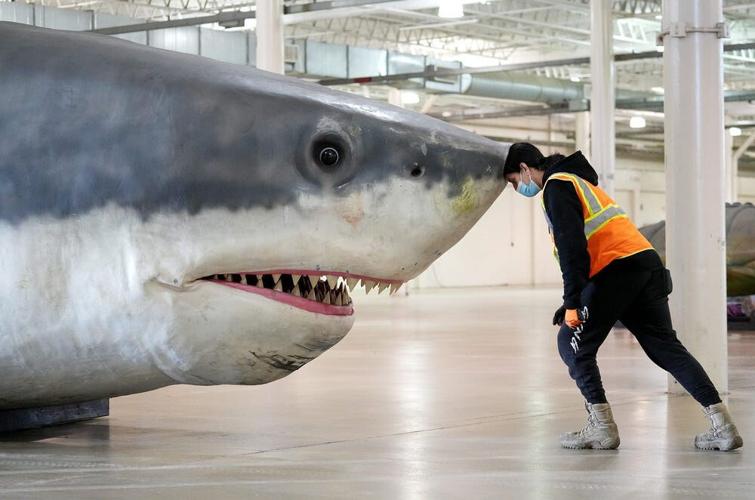 Largest shark that ever lived: Scientists unlock mystery about the ...
