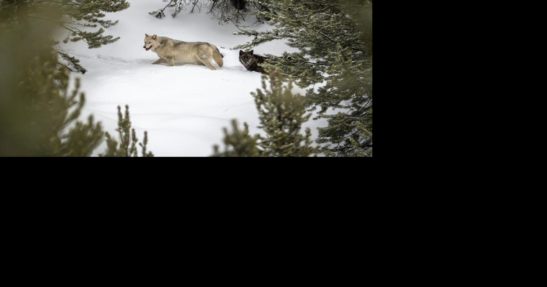 GALLERY: Three Dog Day in Yellowstone | Multimedia | jhnewsandguide.com