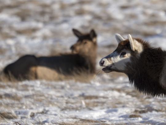 Rare, mostly white 'piebald' elk spotted on National Elk Refuge ...