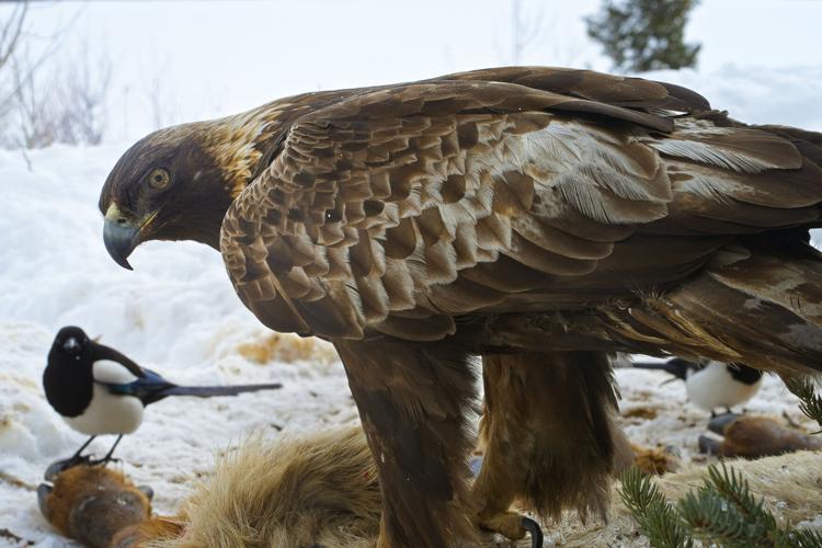 can an eagle kill a wolf