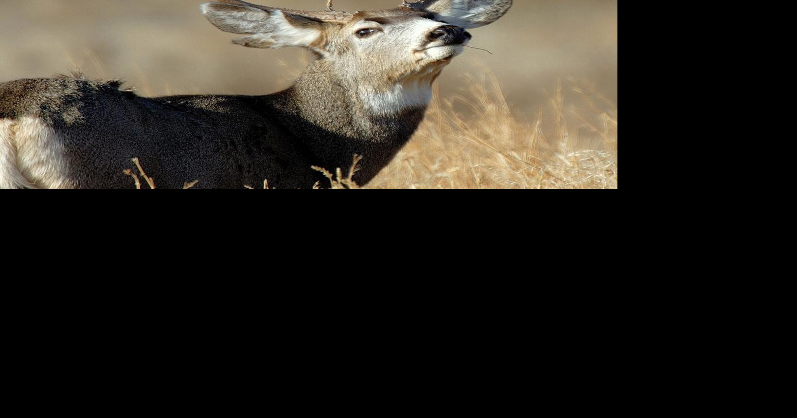 Scientists to study ‘walking-dead’ deer in Wyo’s most CWD-infected herd ...