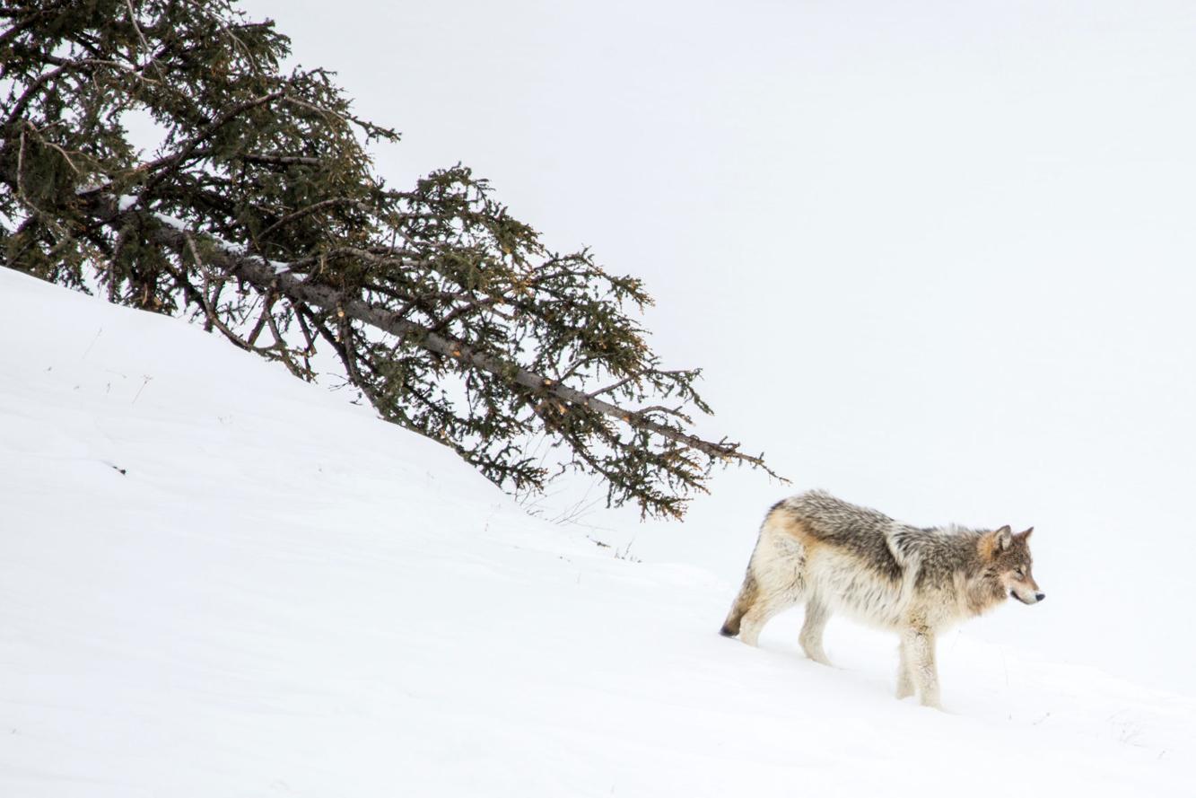 Game and Fish proposes cutting wolf hunting season in half | Local ...