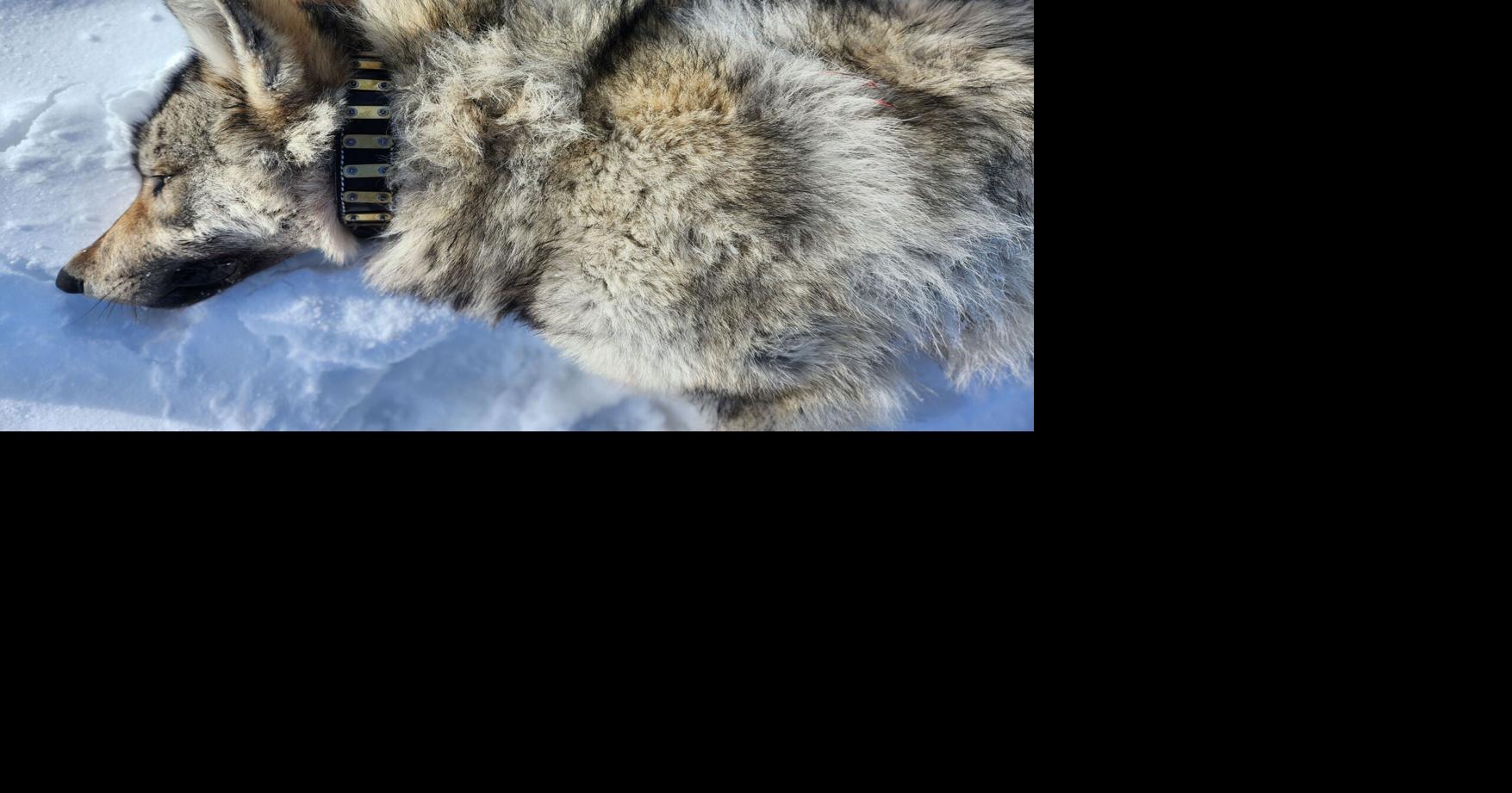 'The Jackson 5' — a new wolf pack — forms near National Elk Refuge ...
