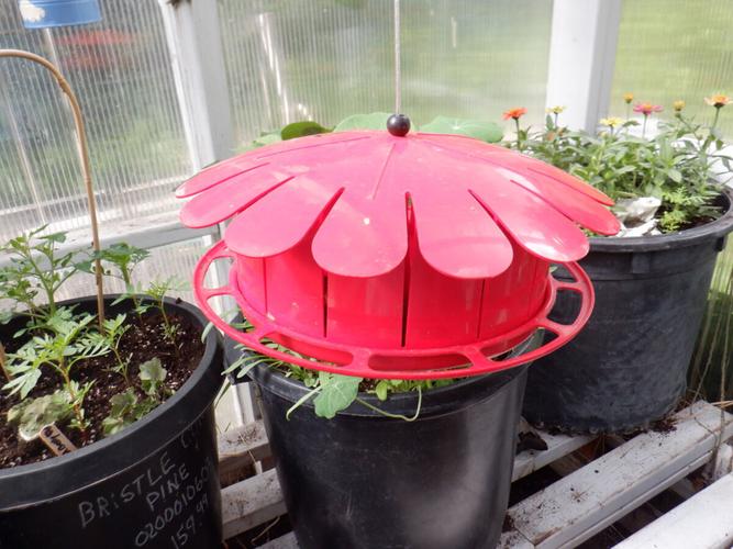 Hummingbirds a garden delight | Gardening | jhnewsandguide.com