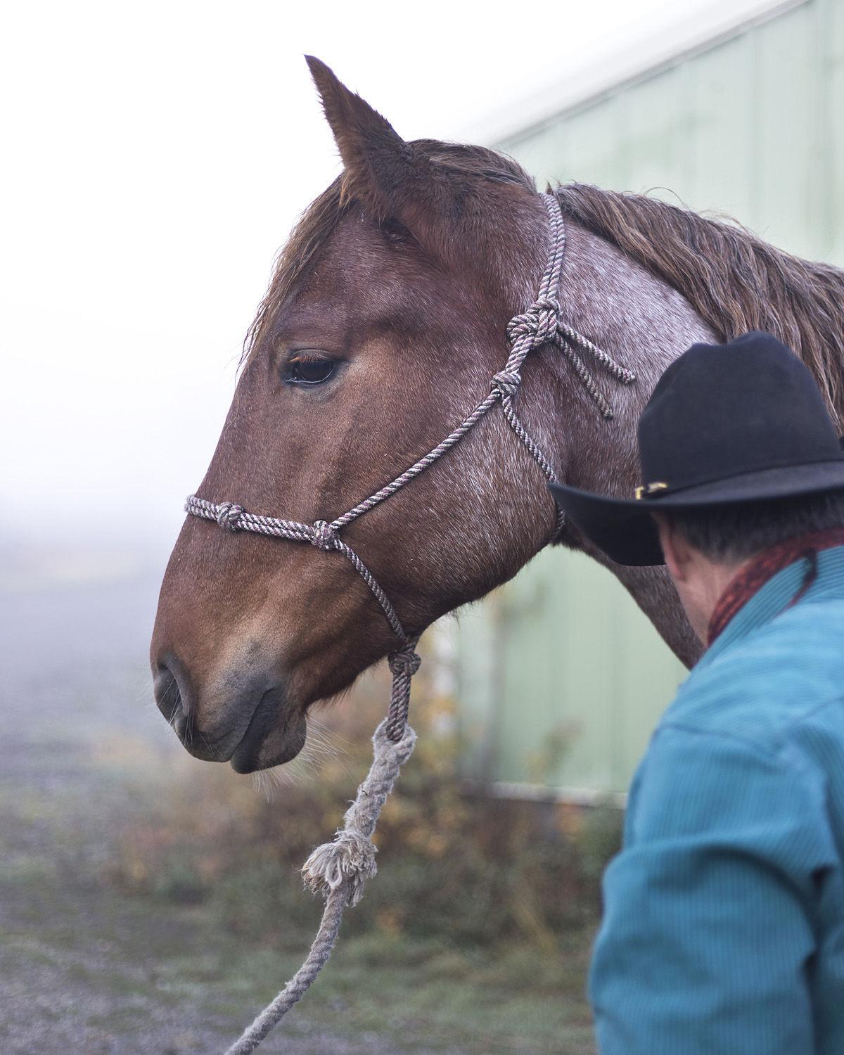 BLM Mustangs | Galleries | jhnewsandguide.com