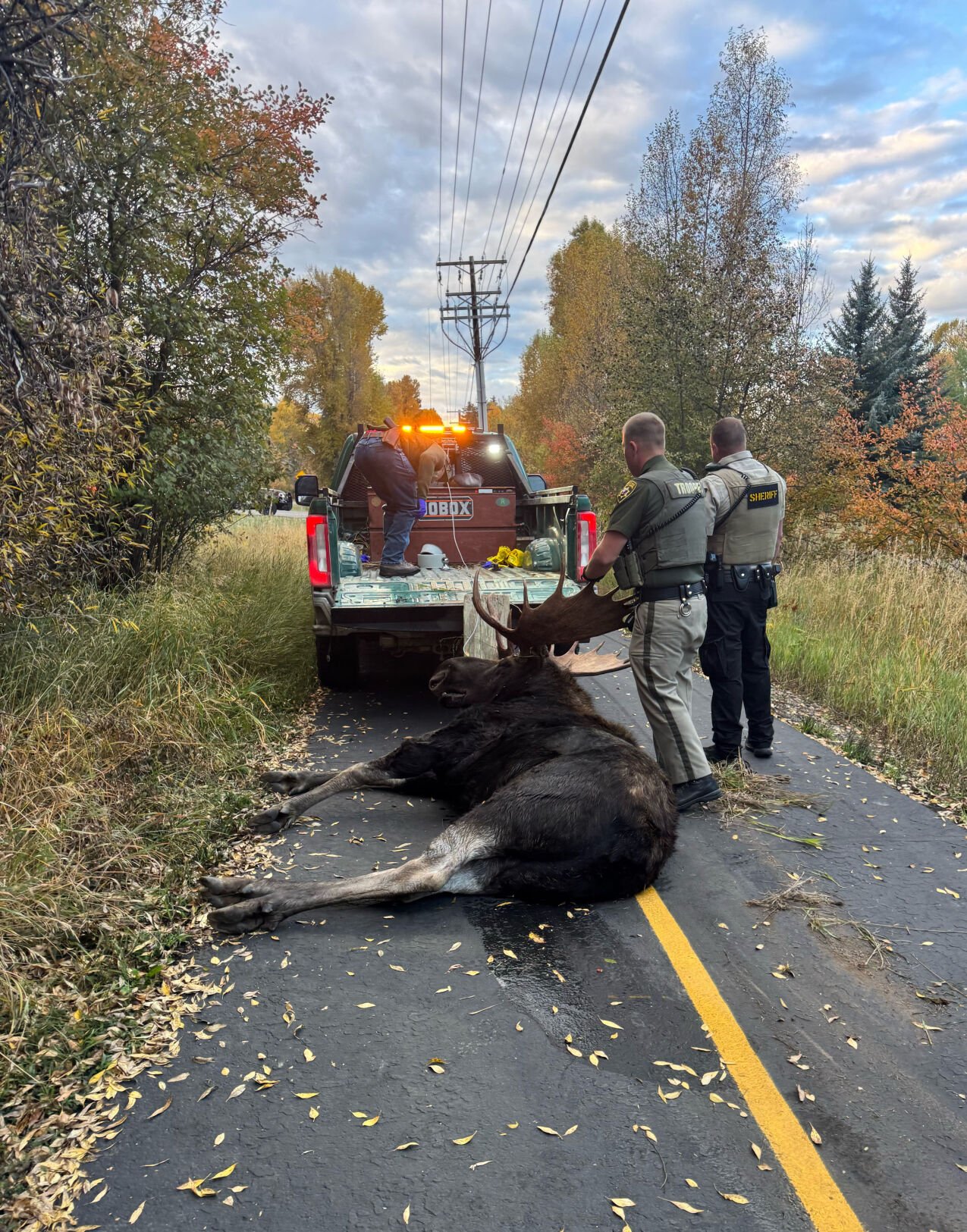 Moose killed by START bus Monday is the 3rd dead this month on Moose ...