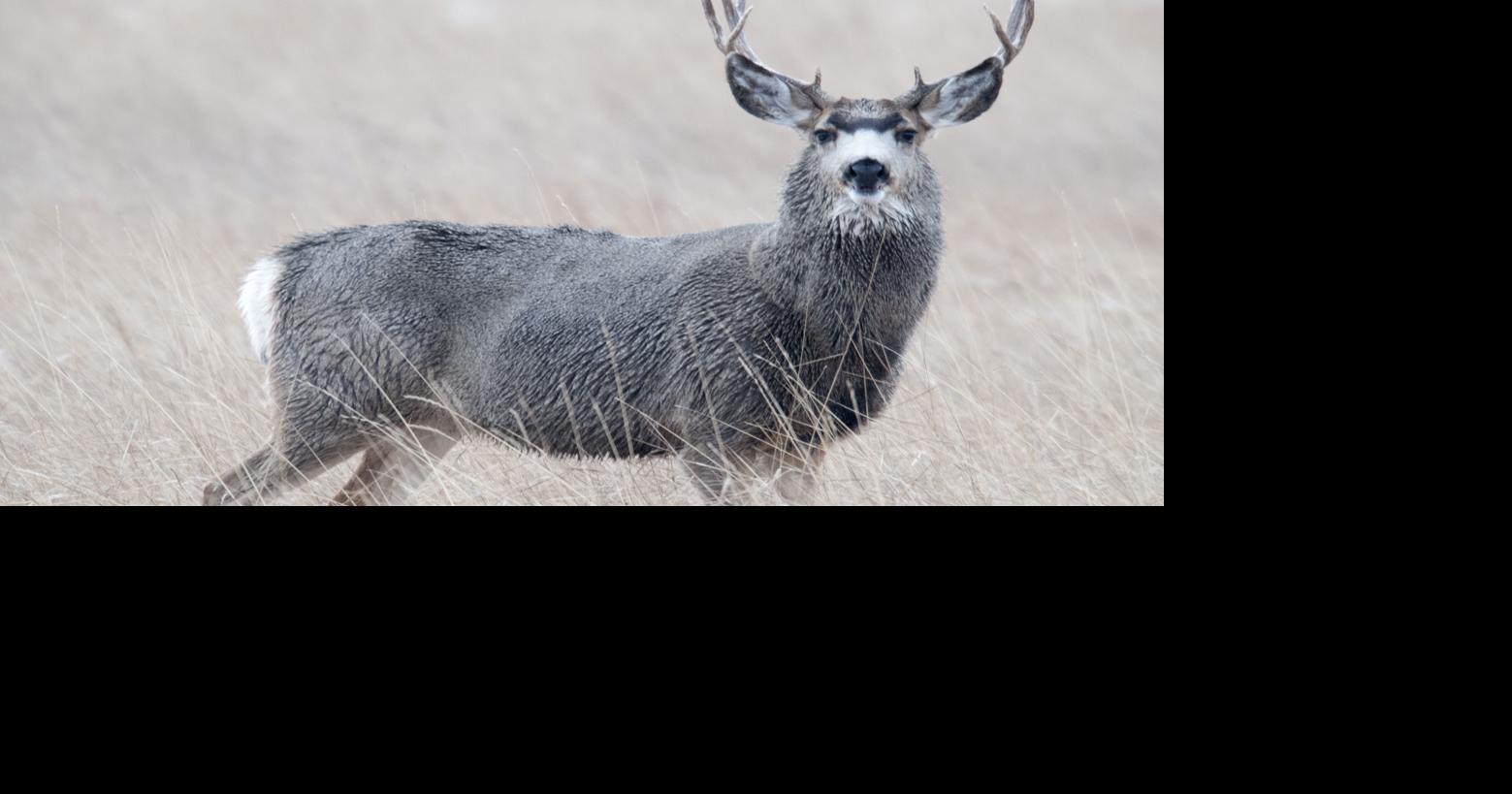 Chronic wasting disease detected for first time in Yellowstone National ...