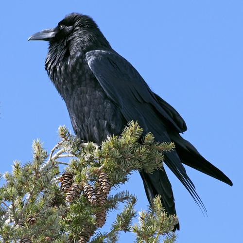 Field Notes | Columnists | jhnewsandguide.com