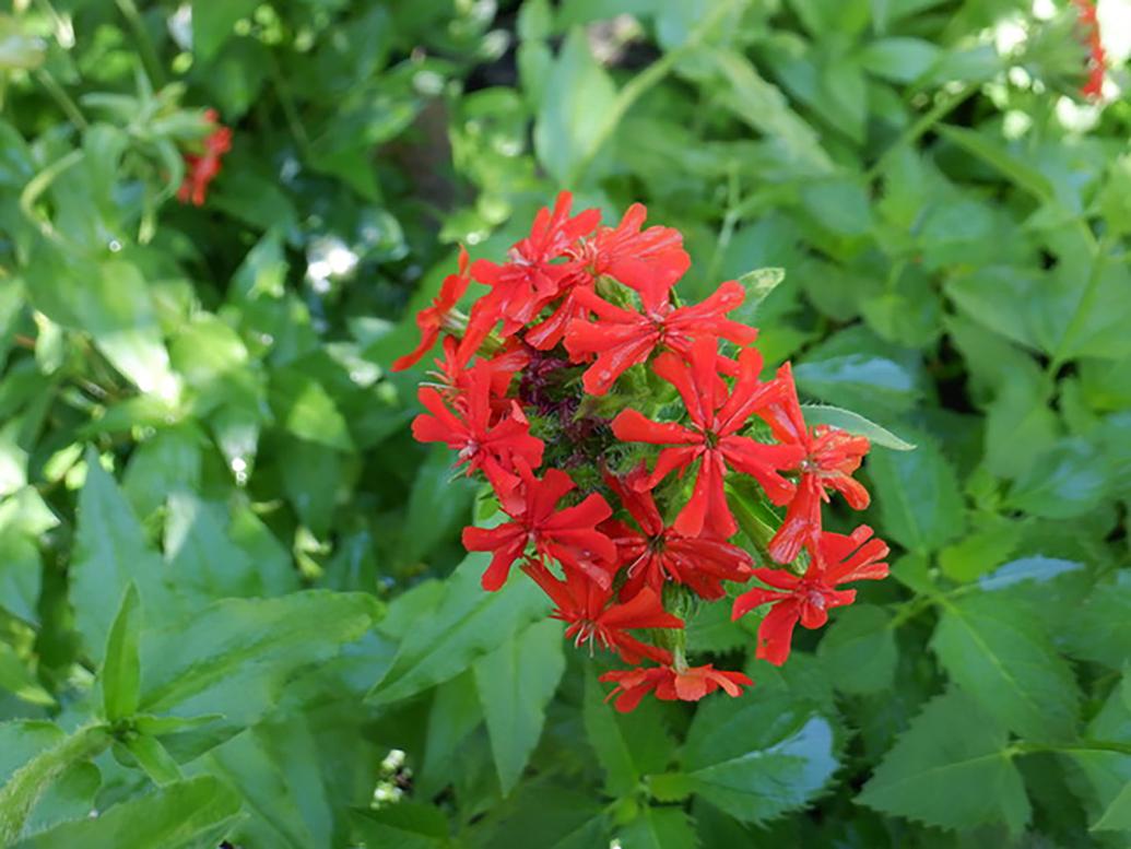 Some cold hardy plants for our region | Gardening | jhnewsandguide.com