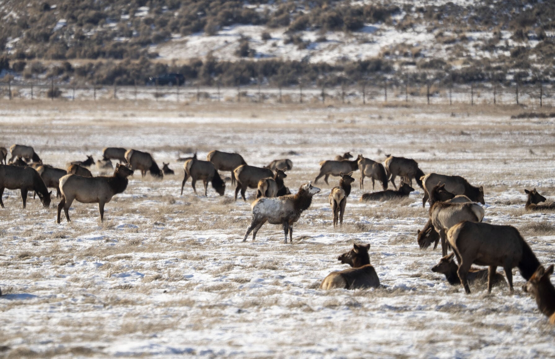 Rare, mostly white 'piebald' elk spotted on National Elk Refuge ...