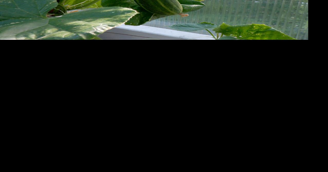 Trial and error with cucumbers | Gardening | jhnewsandguide.com