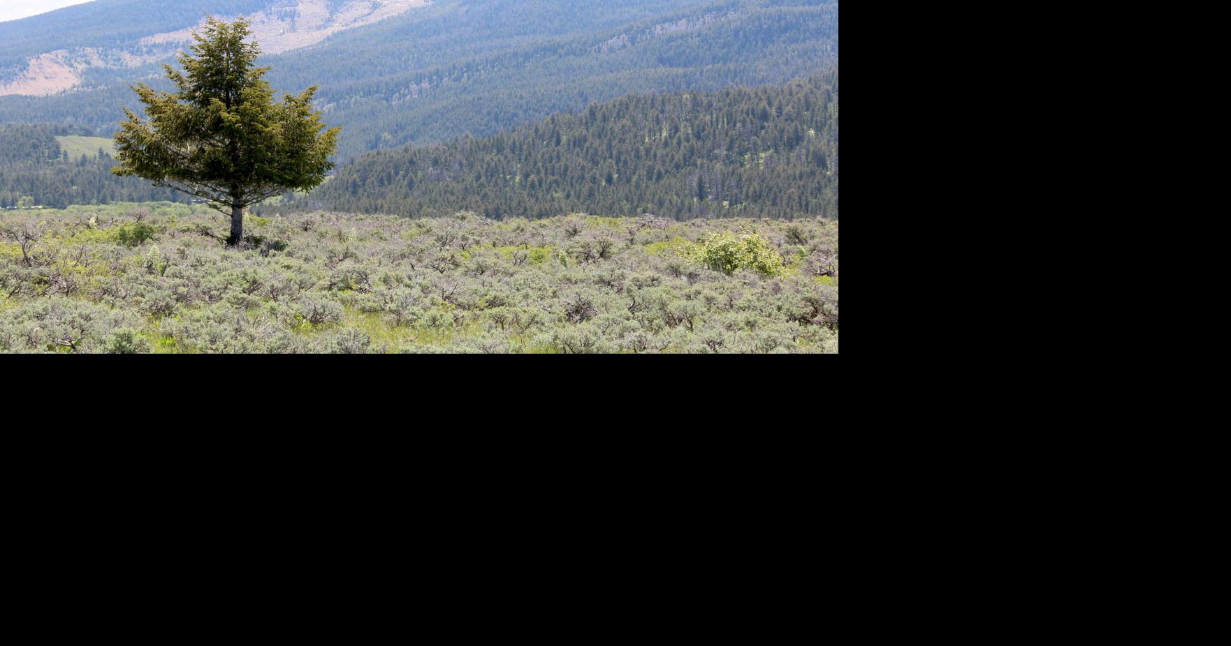 Kelly parcel's fate up for review Thursday | Environmental ...