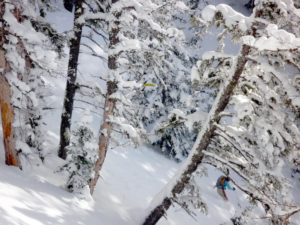 Deaths a reminder of dangers of tree wells | Sports Extras ...