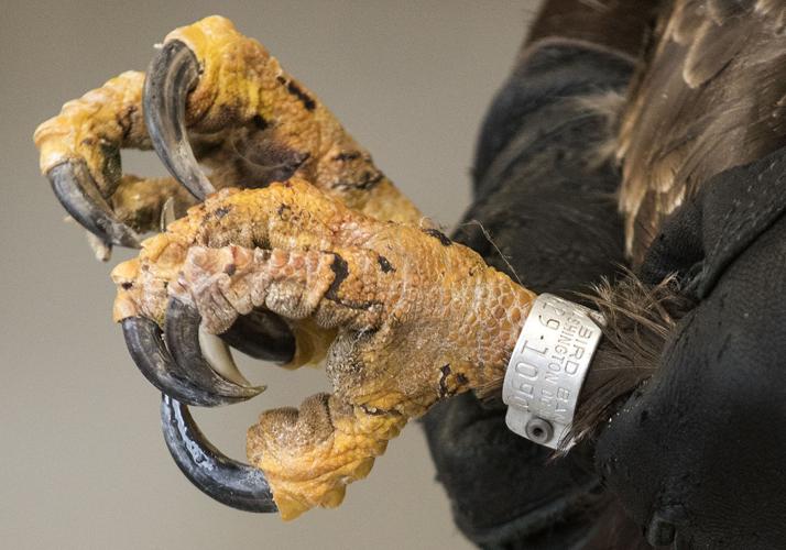 Battered bald eagle is oldest one in wild | Environmental ...